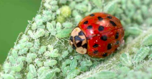 How to Attract Pollinators to Your Garden – Each Green Corner