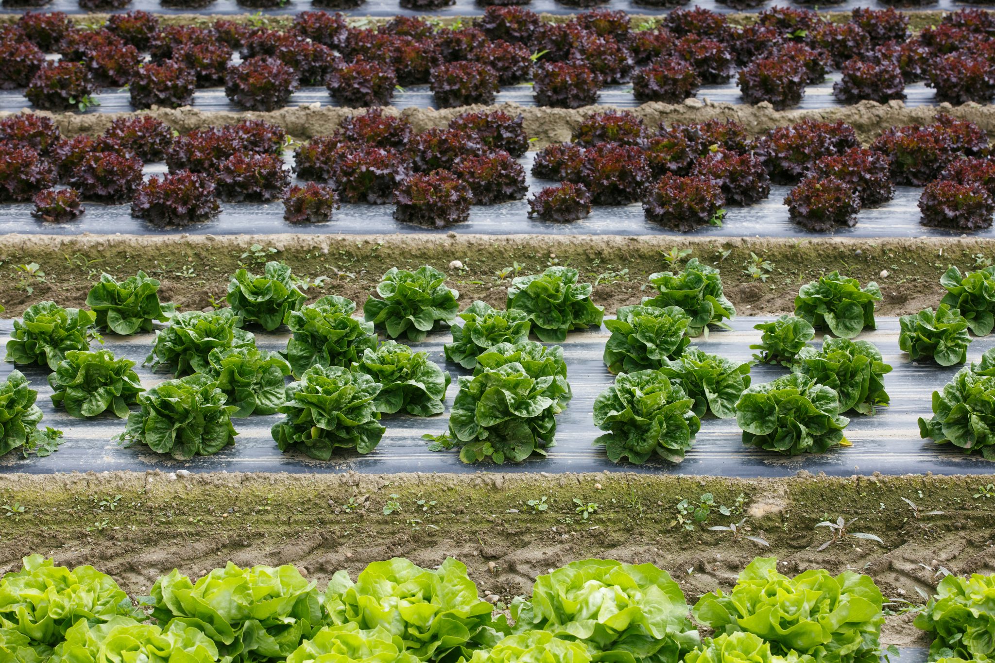 Is Organic Food Sustainable? – Each Green Corner