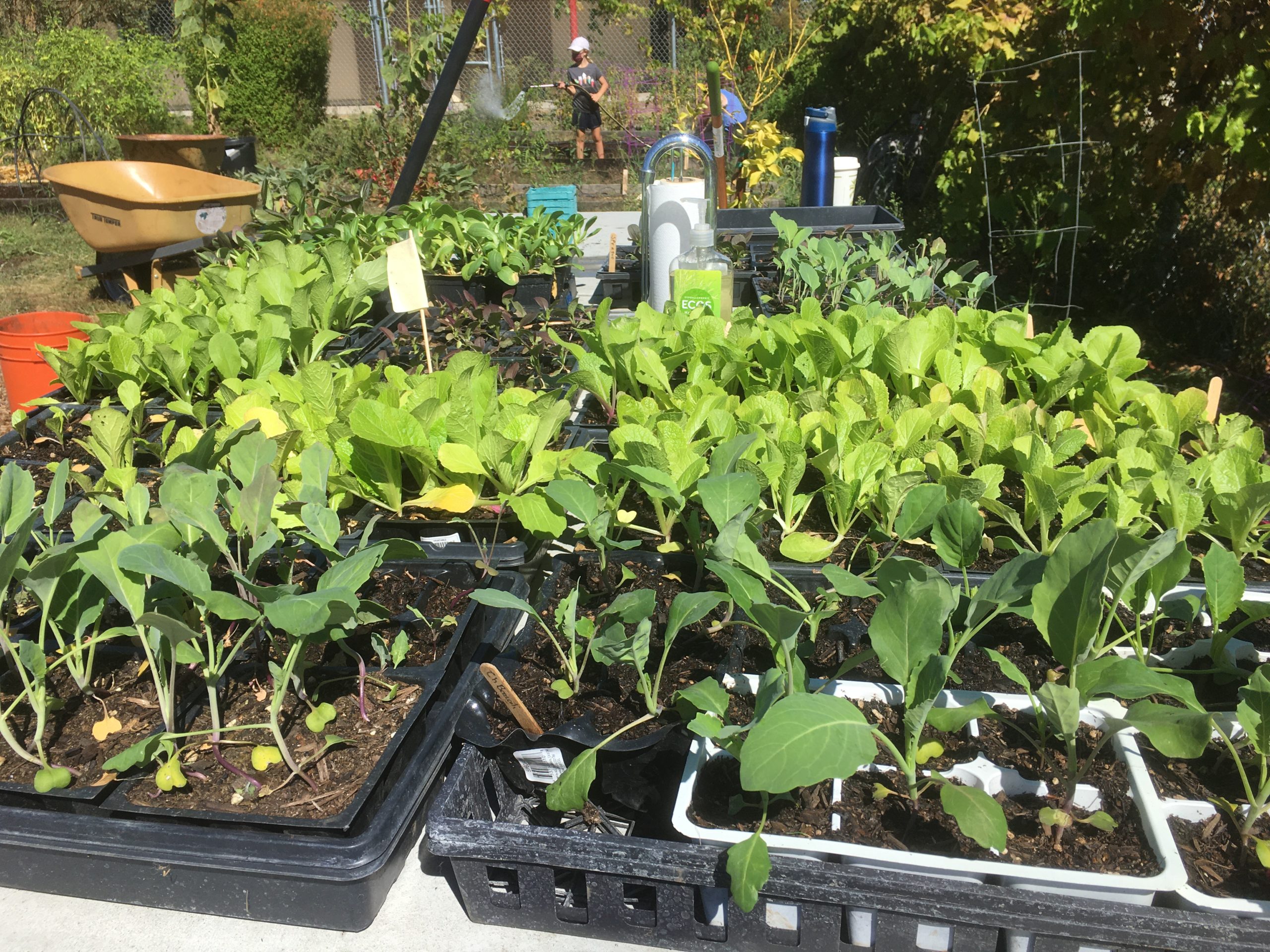 Seedling Starter Program – Each Green Corner
