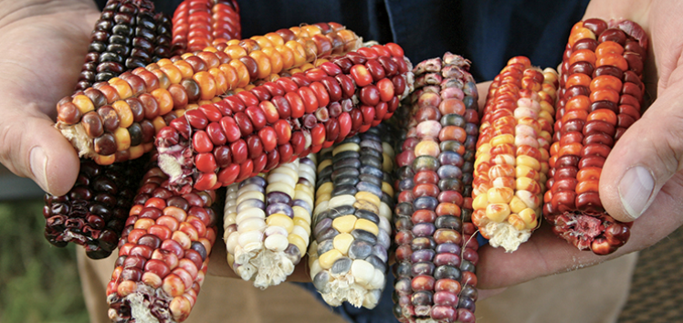 The Importance of Crop Diversity – Each Green Corner