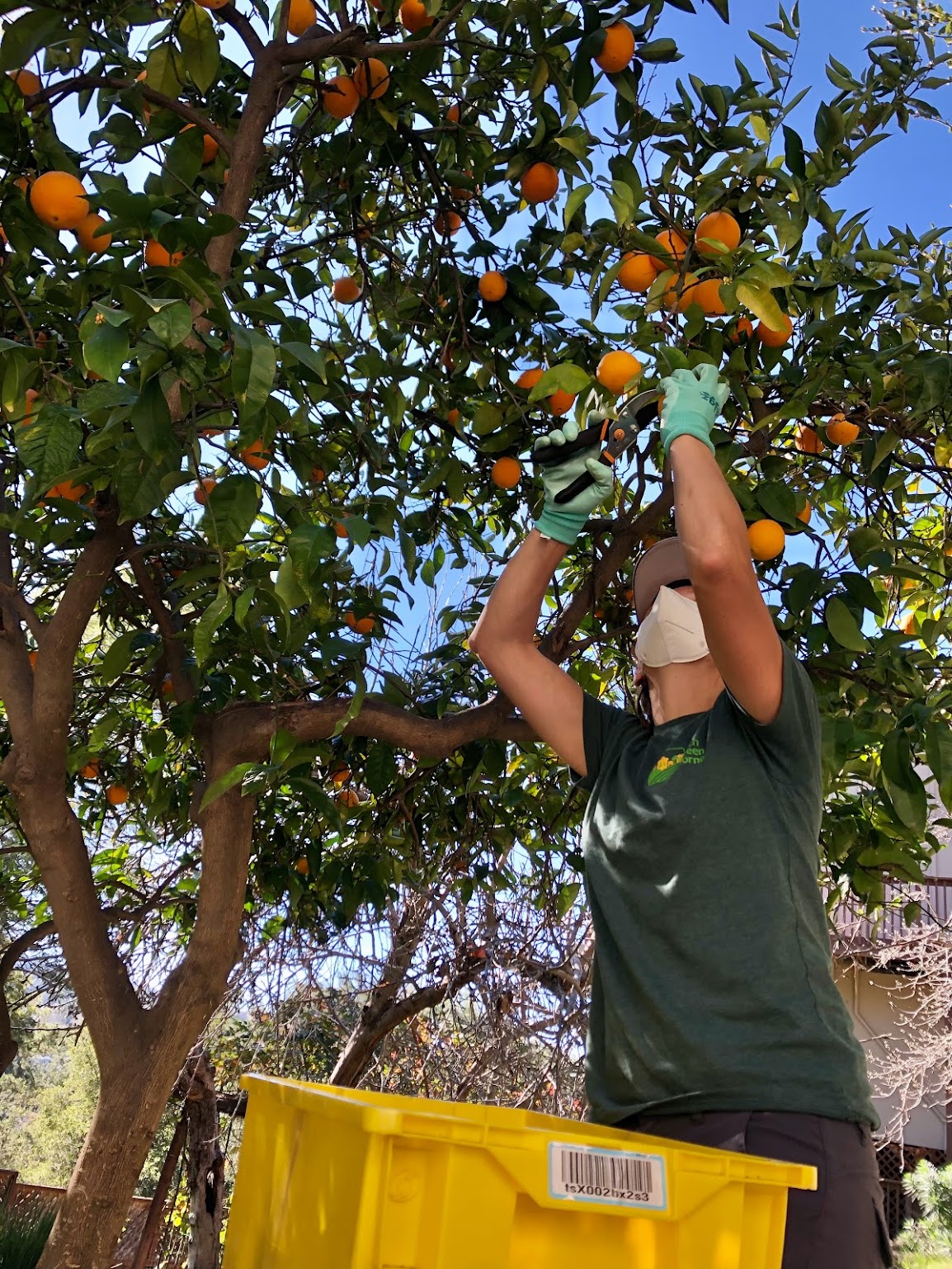 EGC was added to the National Gleaning Project! – Each Green Corner