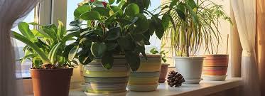 How Indoor Plants Relieve Stress – Each Green Corner
