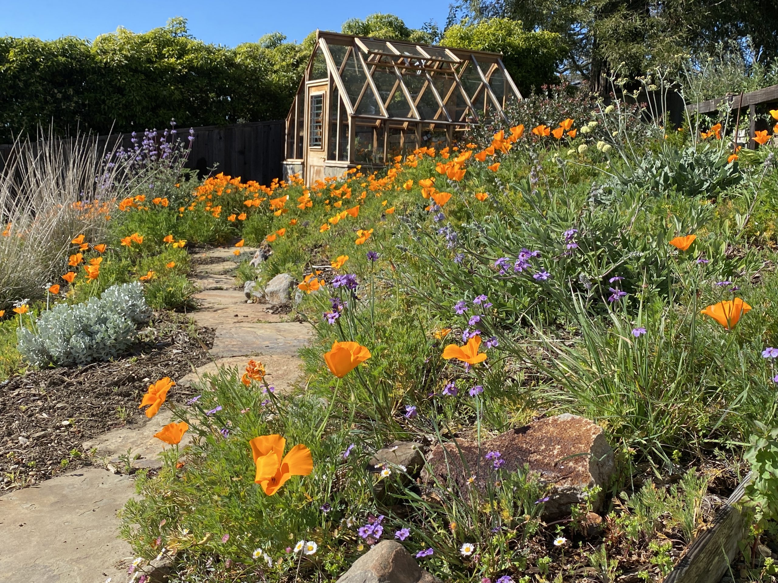 How to Use the Native Planting Templates in Your Garden – Each Green Corner