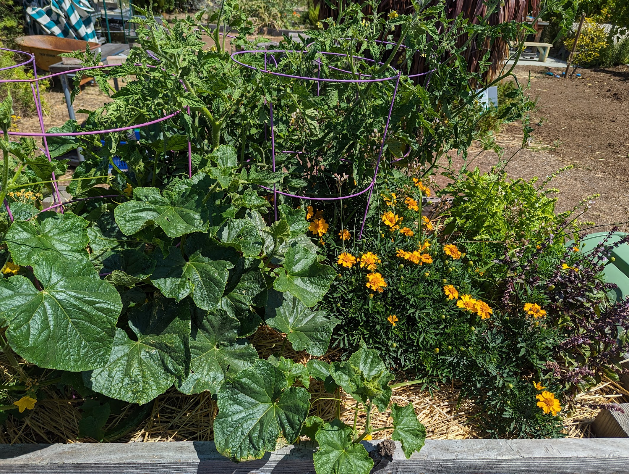 Adapting Your Garden/Yard to a Changing Climate – Each Green Corner