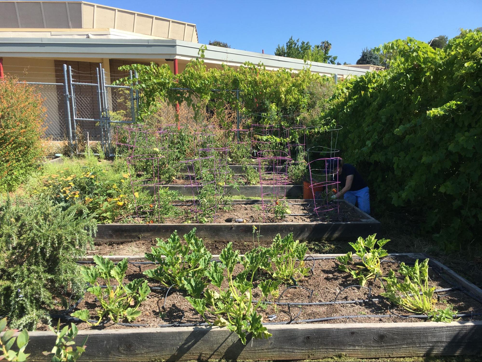 Gardening Tips for the Transition into Fall – Each Green Corner