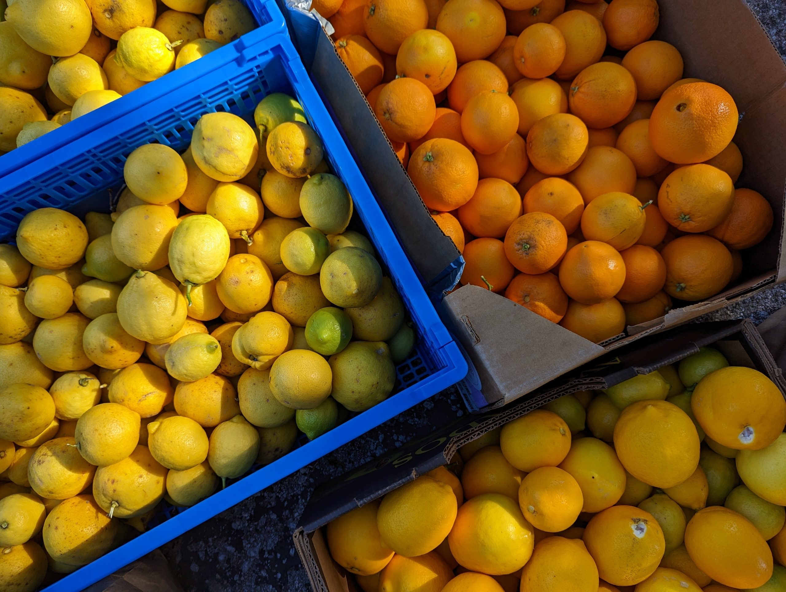 Program Spotlight: Backyard Harvest – Each Green Corner